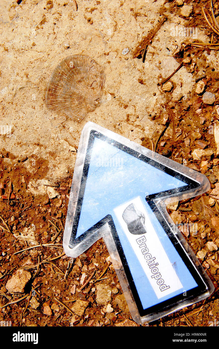 This image shows the Brachiopod fossils embedded in the Kaibab ...