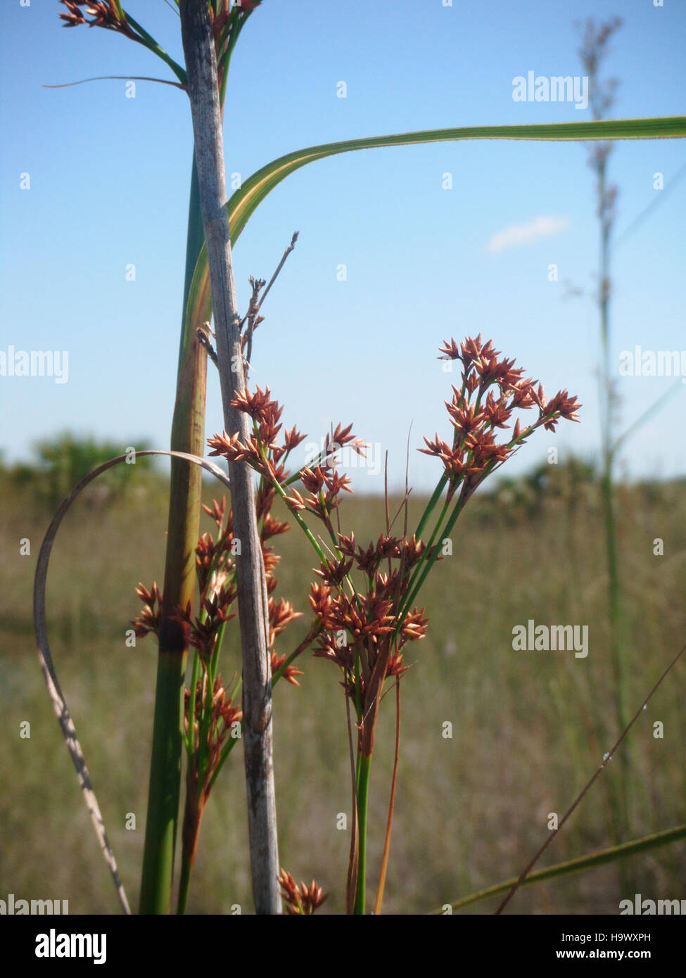 This photograph captures the vibrant Sawgrass bloom in the Everglades ...
