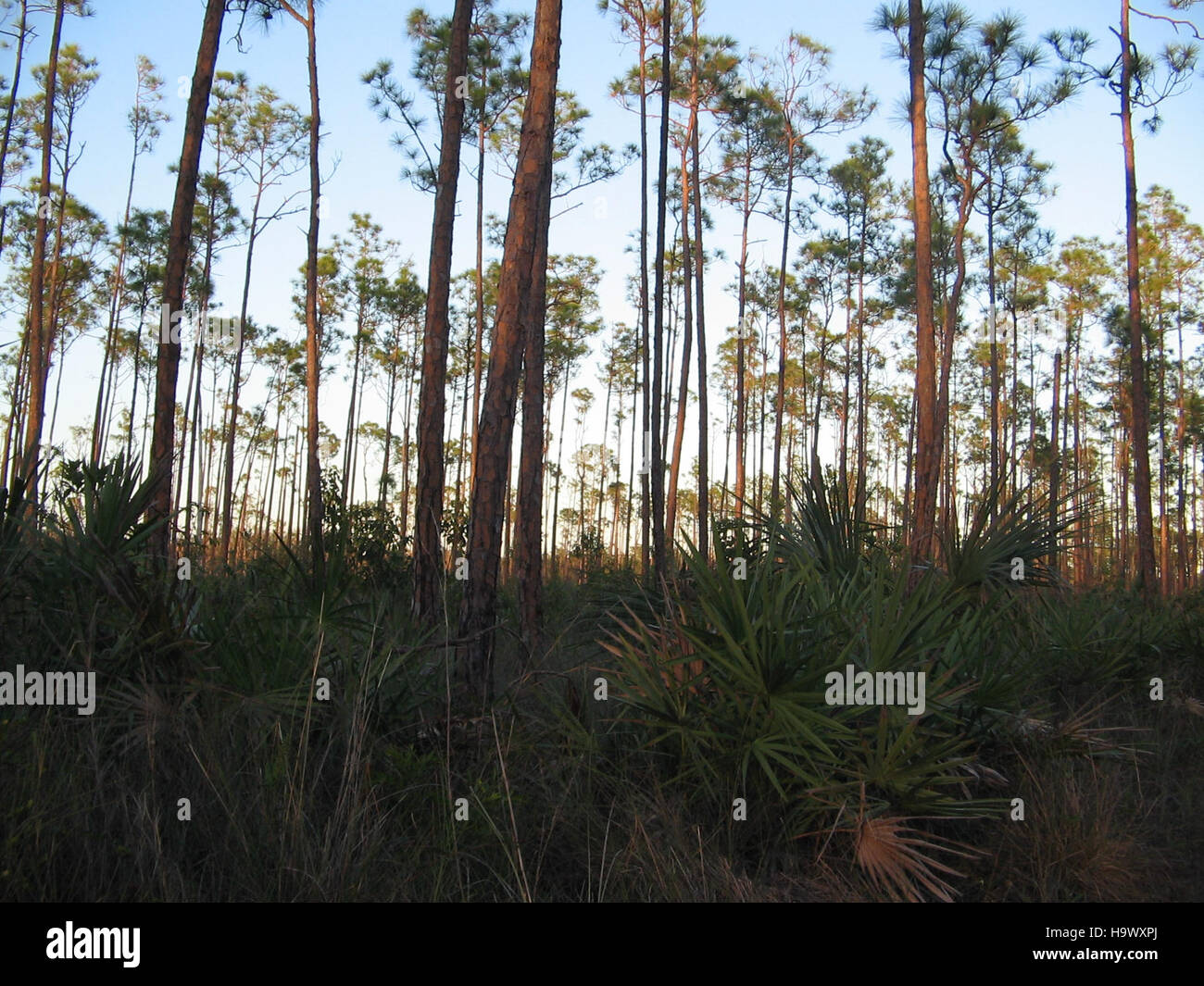 The Long Pine Key Nature Trail in Everglades National Park offers a ...