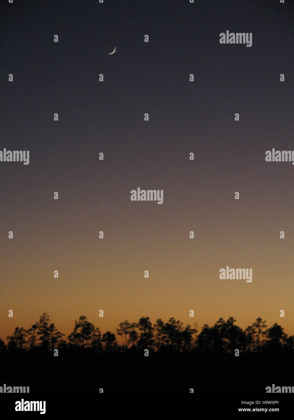 This photograph showcases the Long Pine Key Nature Trail in Everglades ...