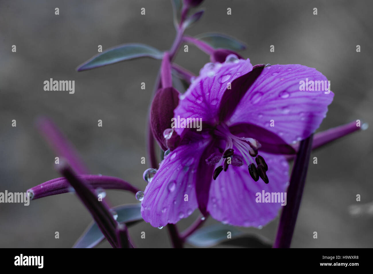 This image features the Dwarf Fireweed (Chamaenerion latifolium), a ...