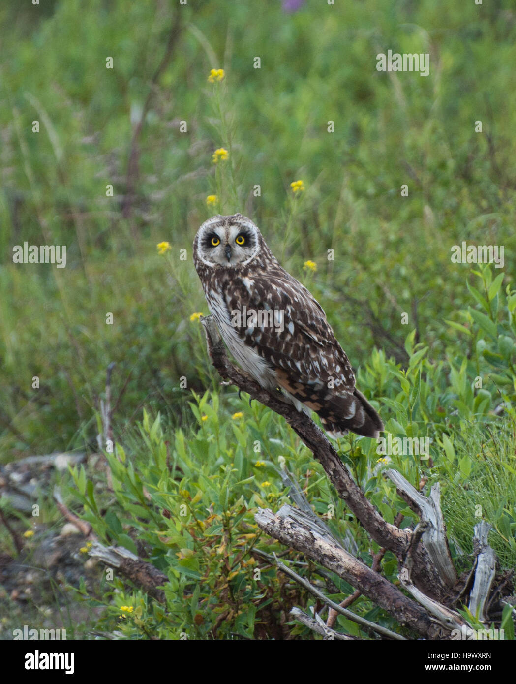 Bering land bridge ice hi-res stock photography and images - Alamy