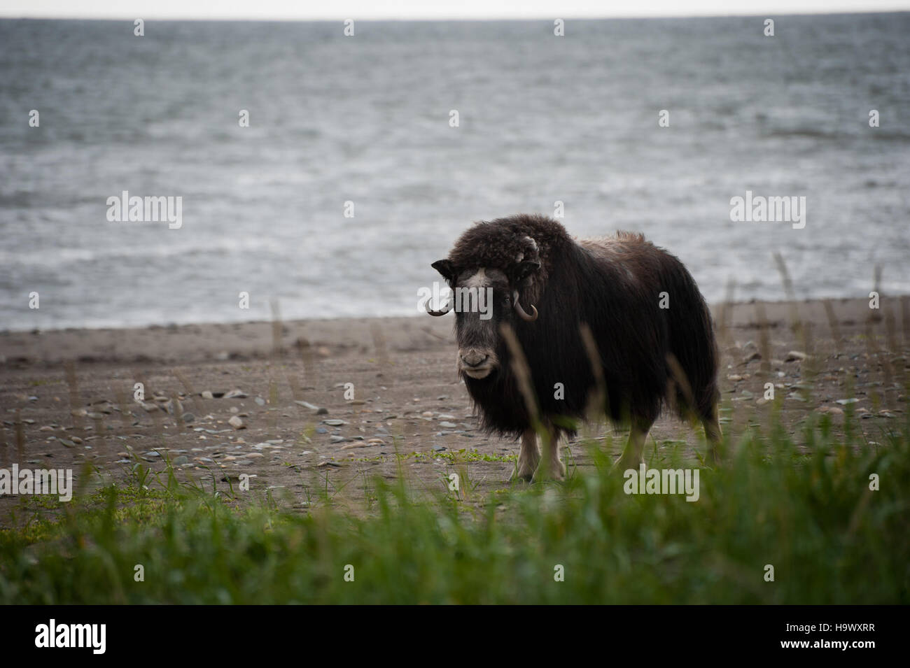 A musk ox is spotted near Nome, Alaska, in this photograph. The image ...