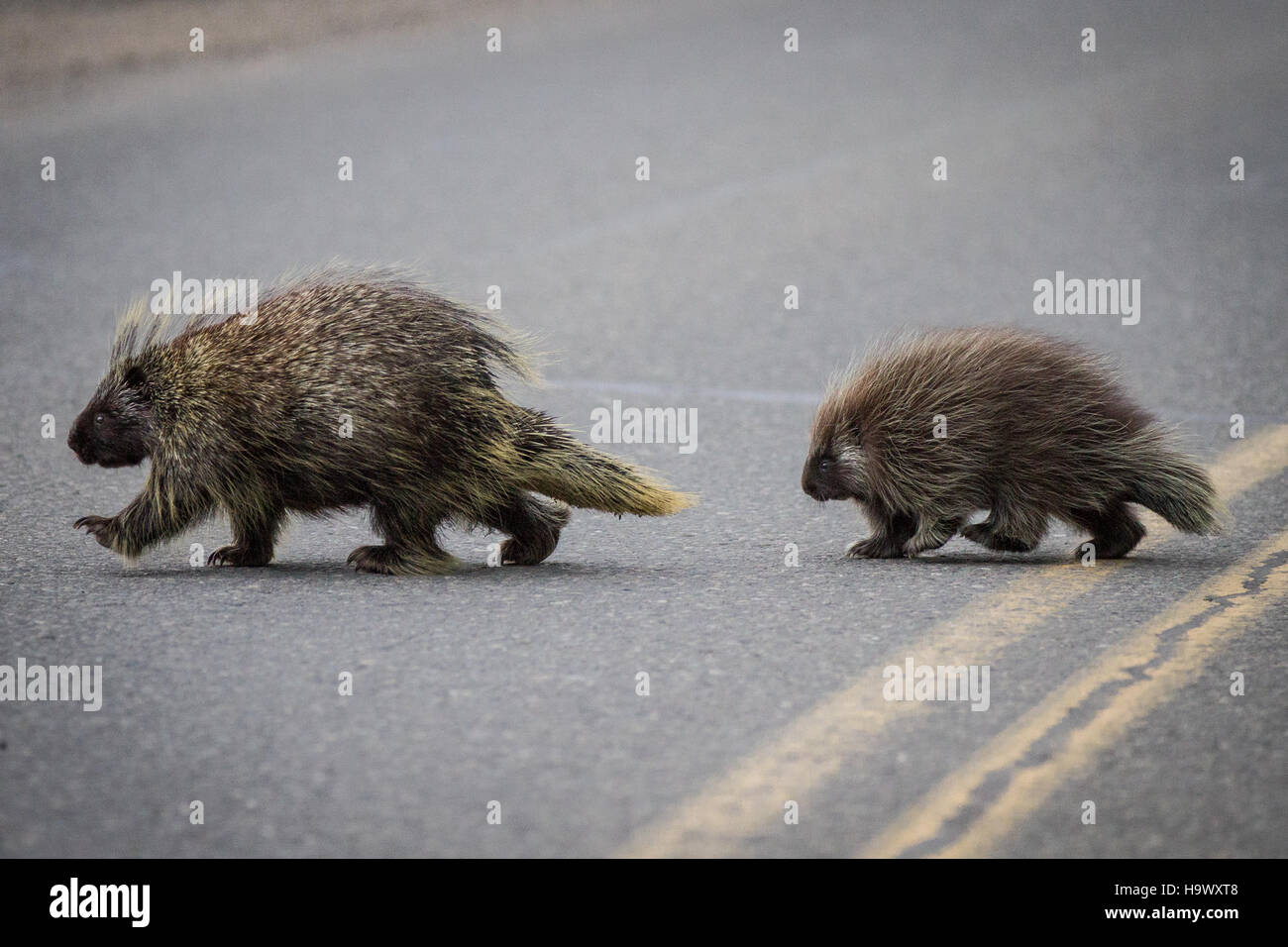 This photograph captures two porcupines in the wild, showcasing their ...