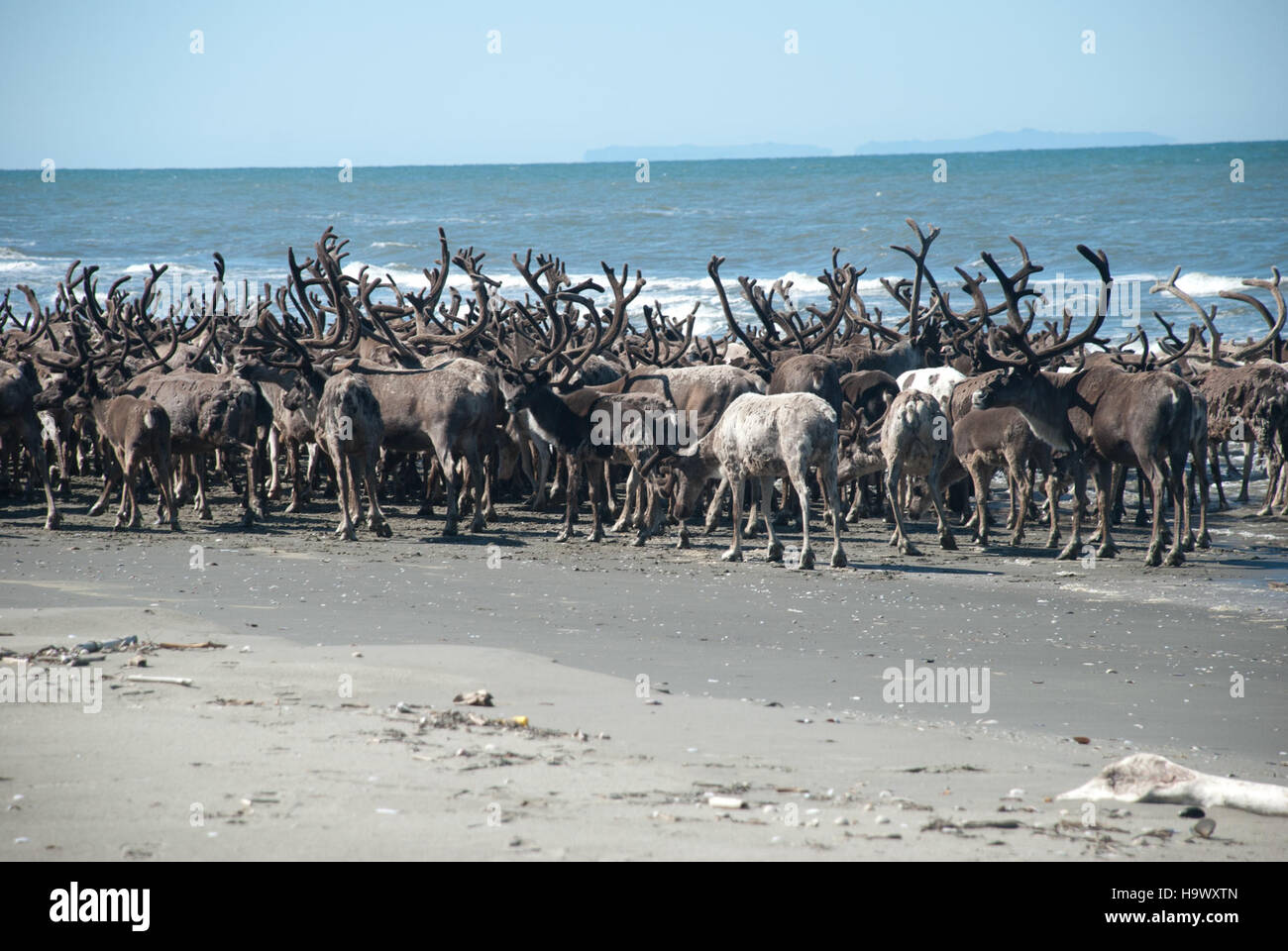 A photograph depicting a reindeer herd on Ikpek Beach, showing the ...