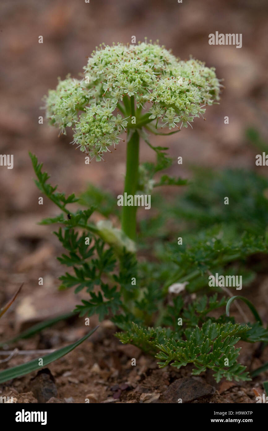Cnidium hi-res stock photography and images - Alamy