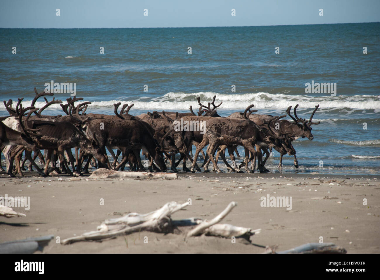 A photograph of a herd near the Bering Land Bridge, illustrating the ...