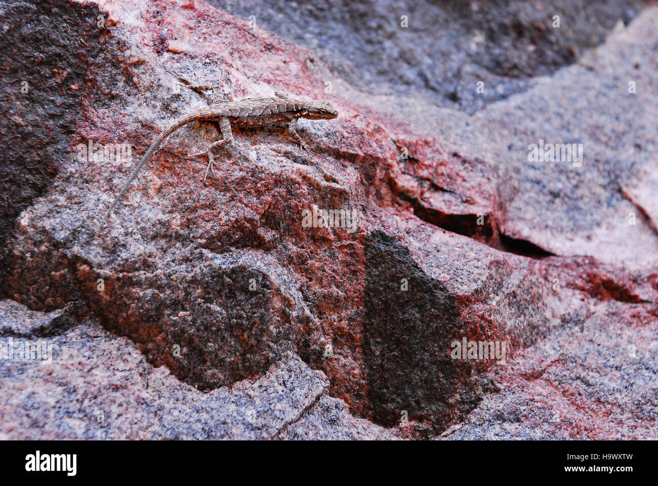 A detailed image of the Basement Rock formation in Grand Canyon ...
