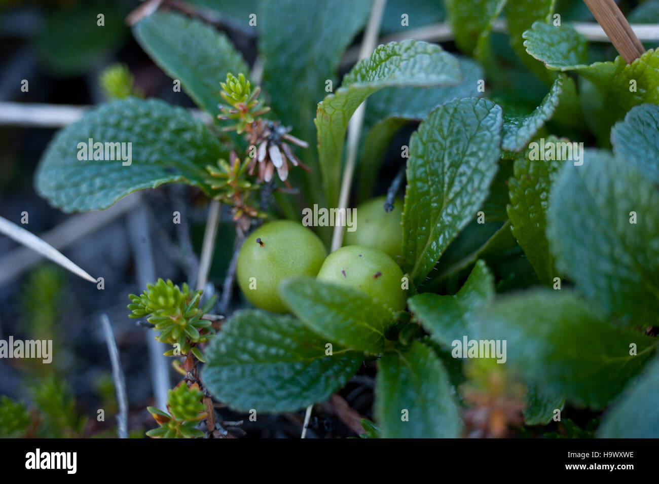 Various species of berries hi-res stock photography and images - Alamy