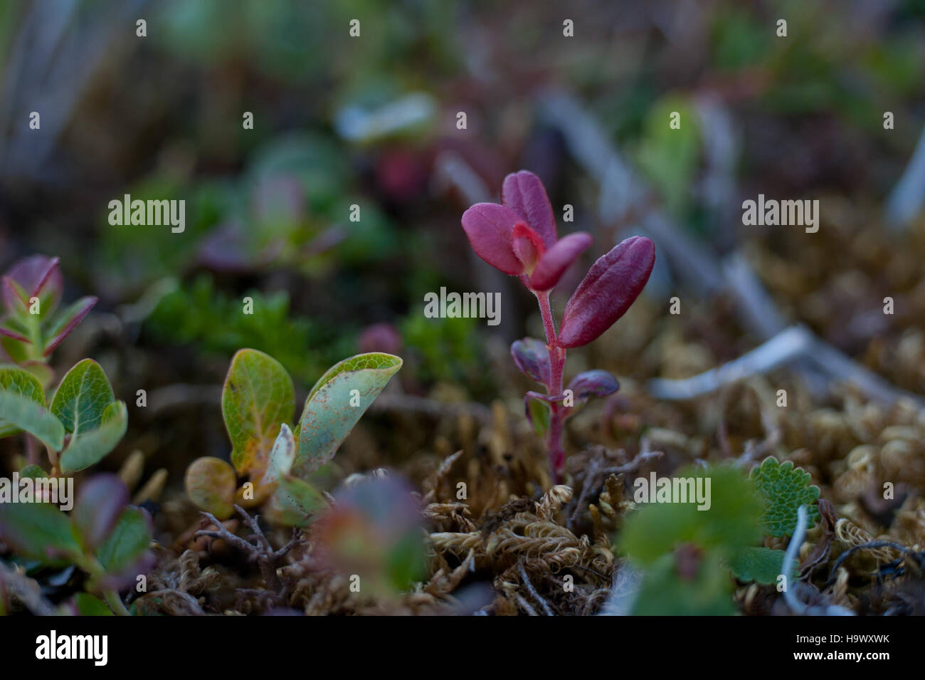 The image of Alaskan tundra, captured with serial number 8029752747 ...