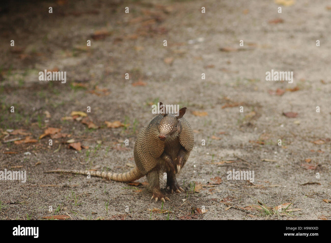 An image of an armadillo, captured in its natural habitat. The photograph focuses on the ...