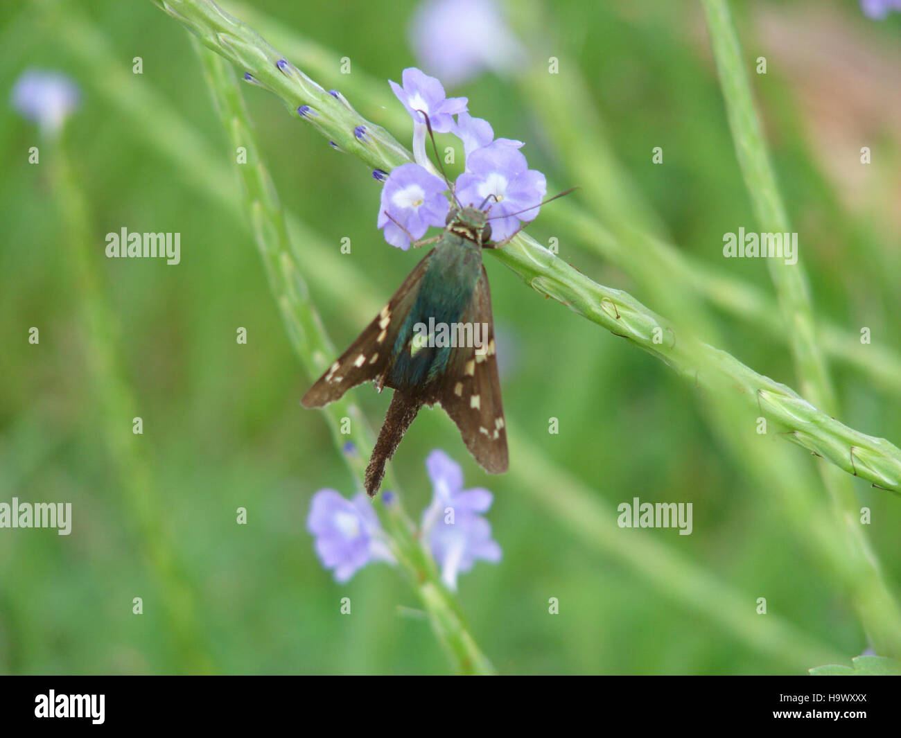 This image captures a Long-tailed Skipper butterfly in the Everglades ...