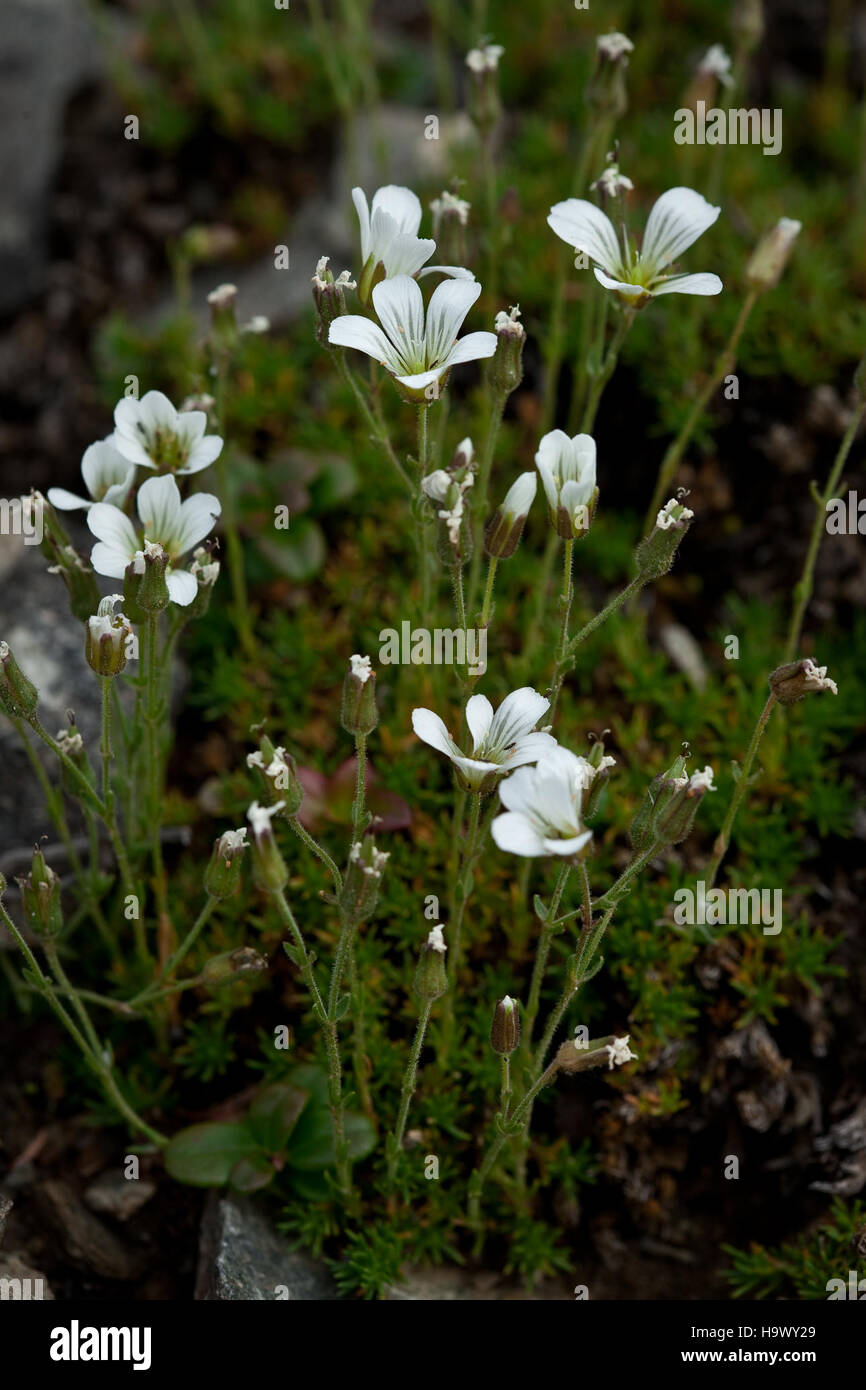 Tall Sandwort (Arenaria elongata) is a plant species native to the ...