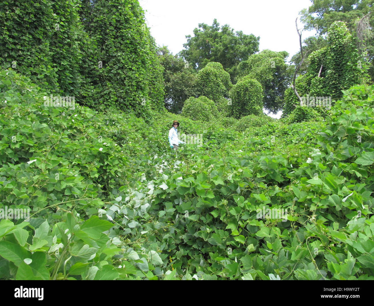 The image features the Beth Kudzu plant, part of the USDA's ...