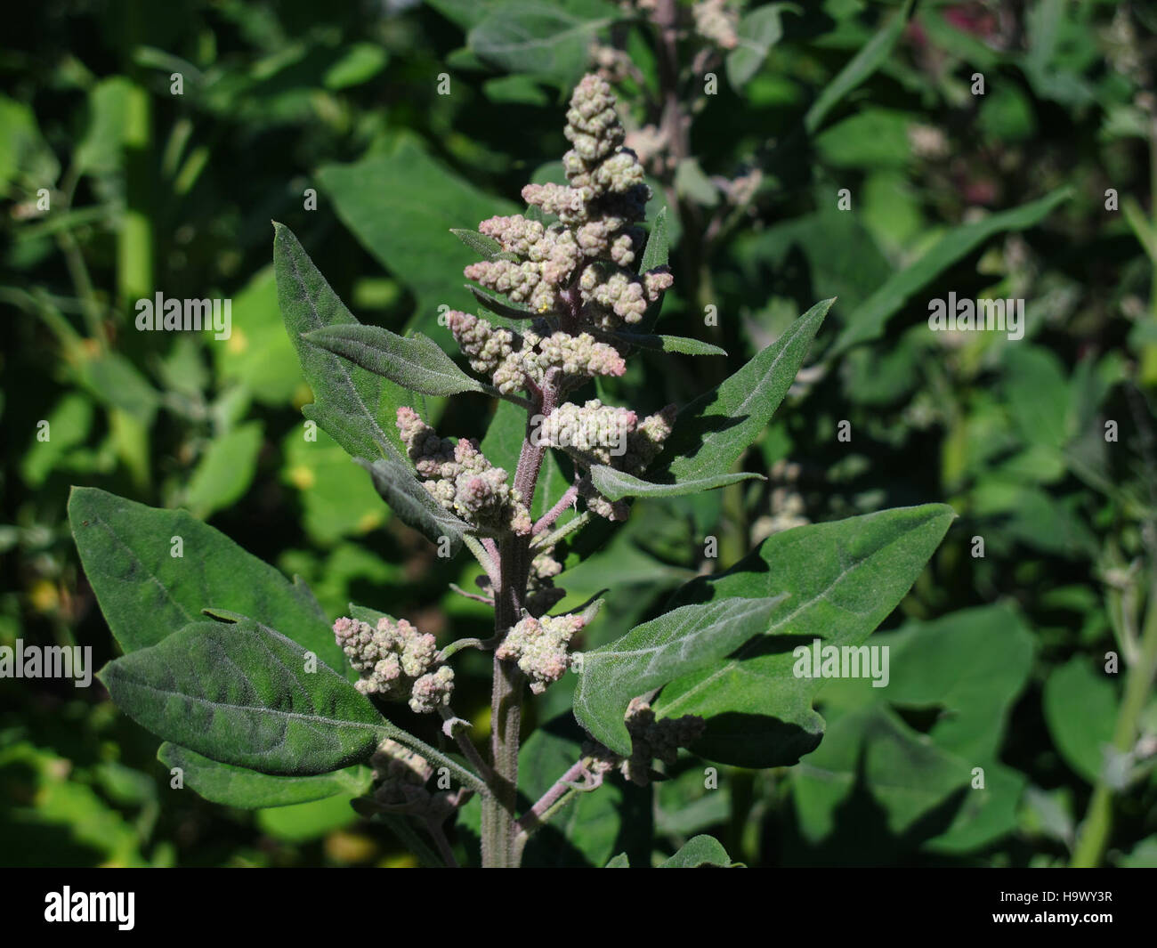 This image showcases a quinoa plant, which is known for its high ...