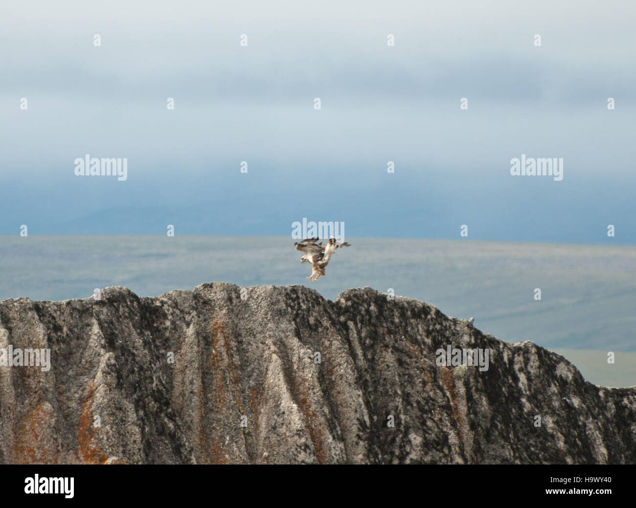 A *Rough-legged Hawk* lands on the Bering Land Bridge, a crucial ...