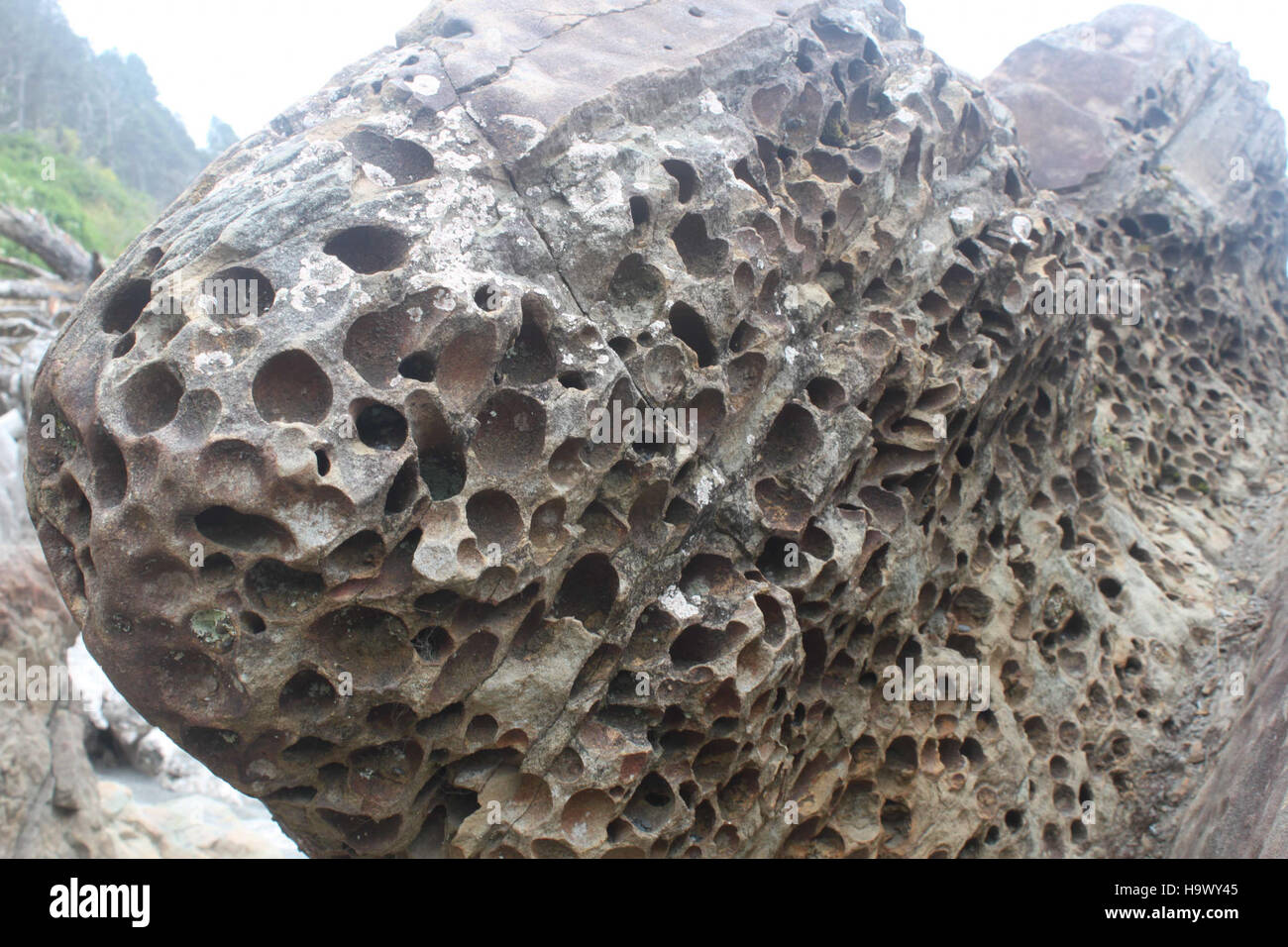 A pitted rock formation on a beach, captured in this photograph ...