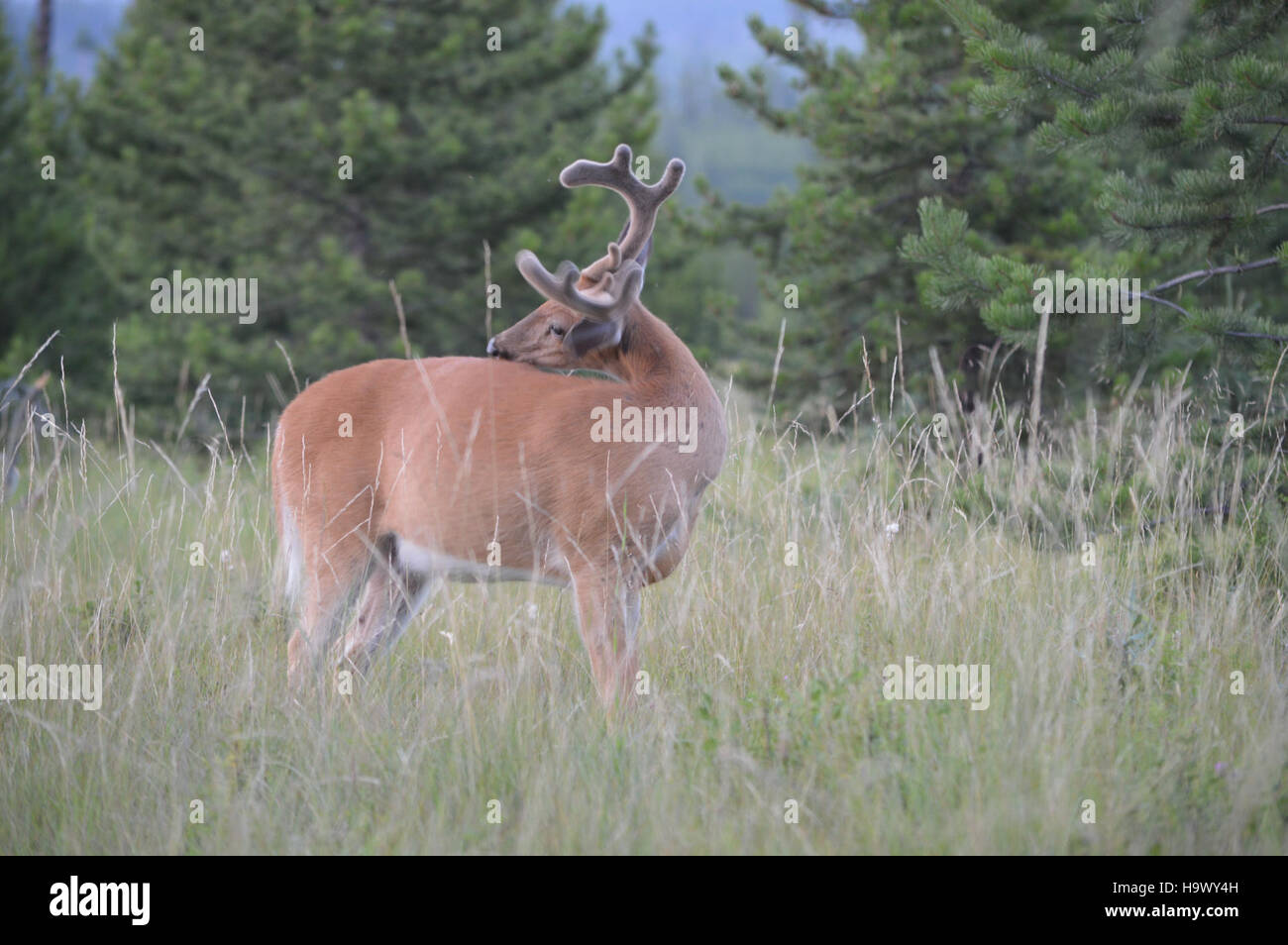 A White-Tailed Deer is depicted in the North Fork area, possibly within ...