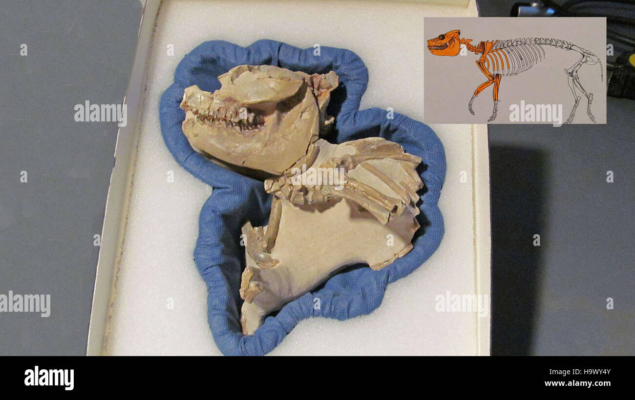 This exhibit showcases an Oreodont fossil displayed with a detailed ...