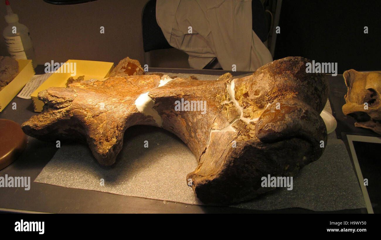 Titanothere High Resolution Stock Photography and Images - Alamy