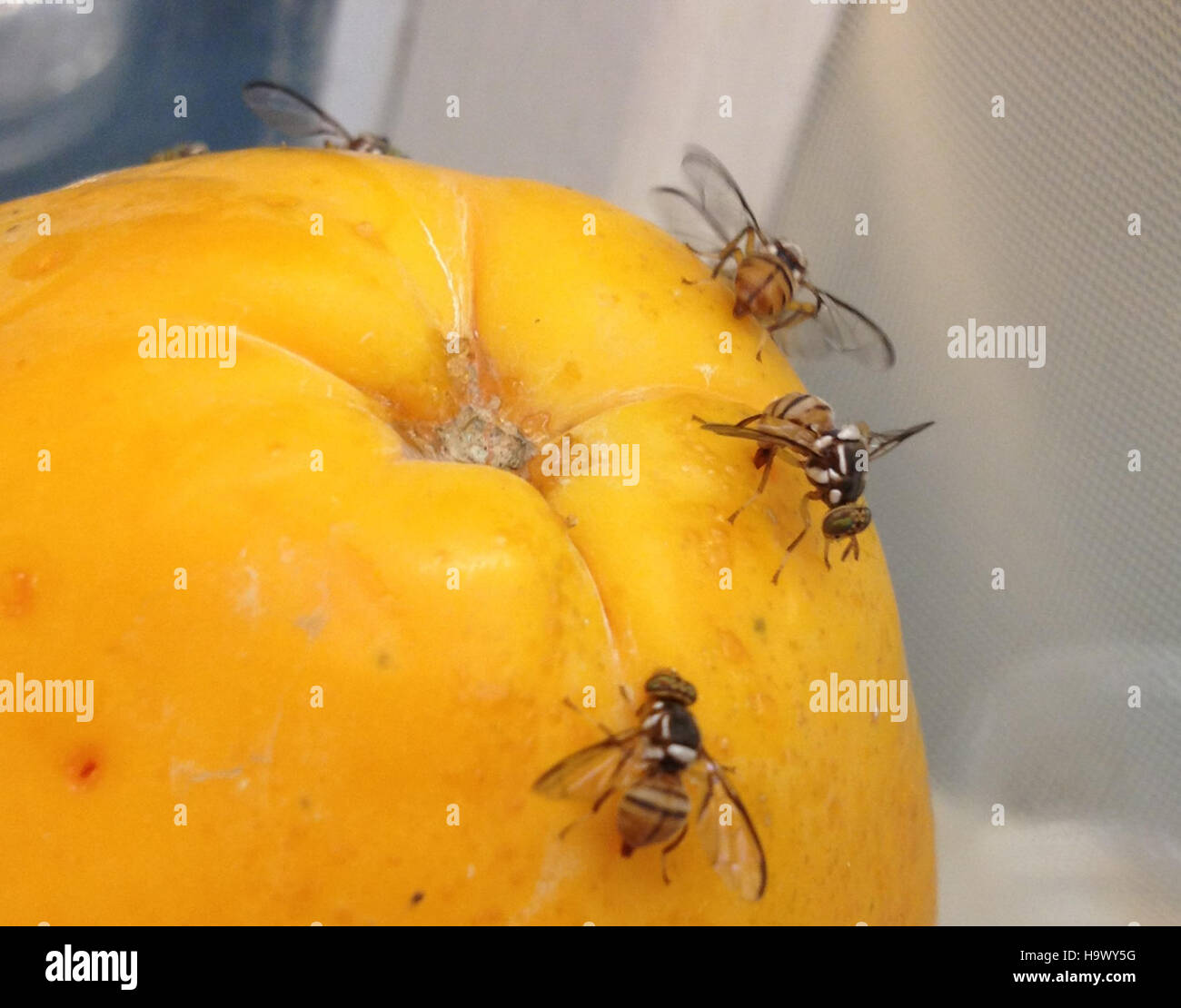 This image shows Oriental fruit flies on a papaya, highlighting the ...