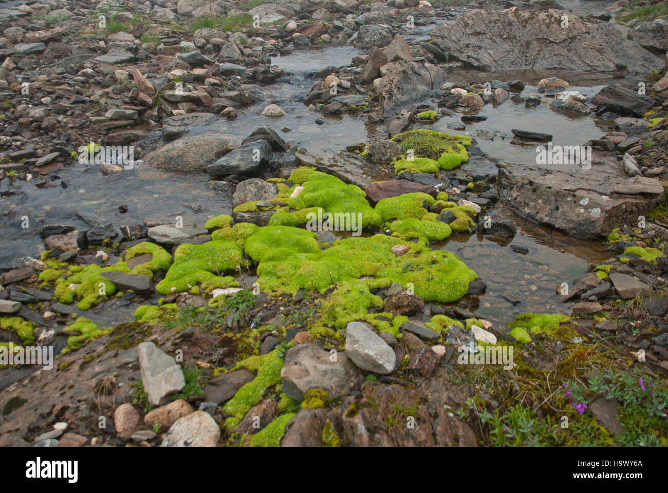The Bering Land Bridge, once a vital migration route between Asia and ...