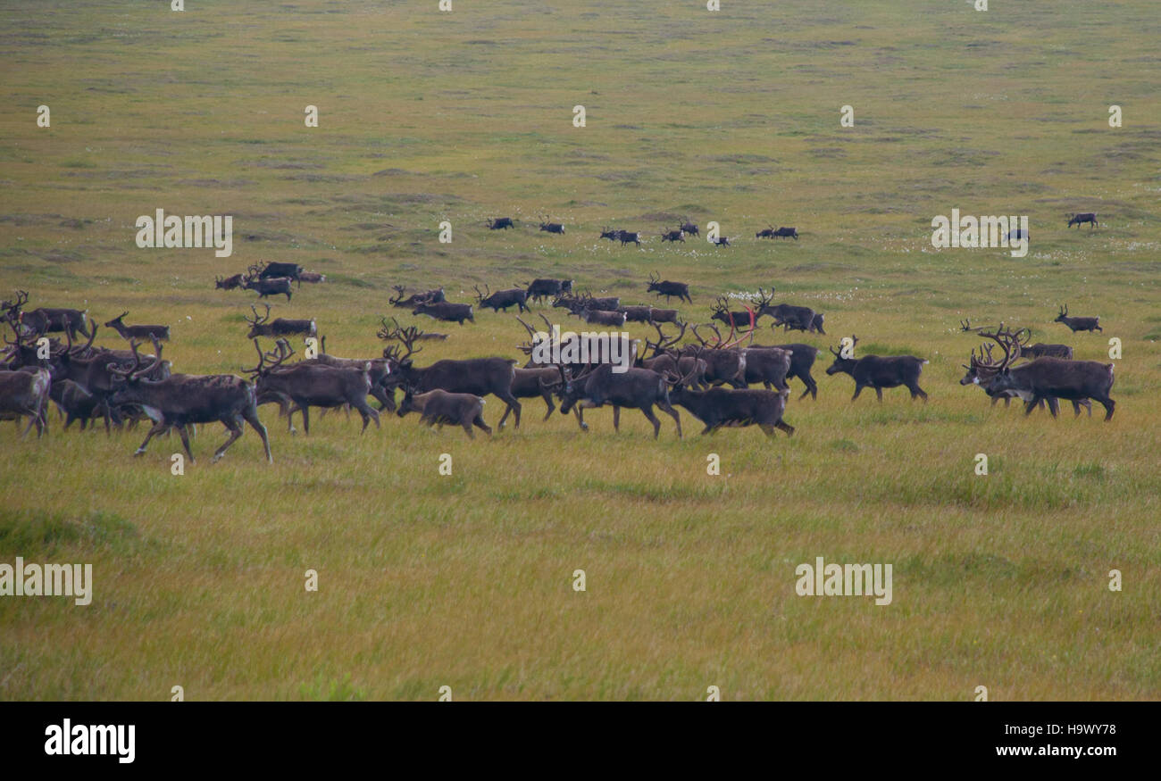 This photograph, titled 'Bering Land Bridge Caribou Shedding Velvet ...
