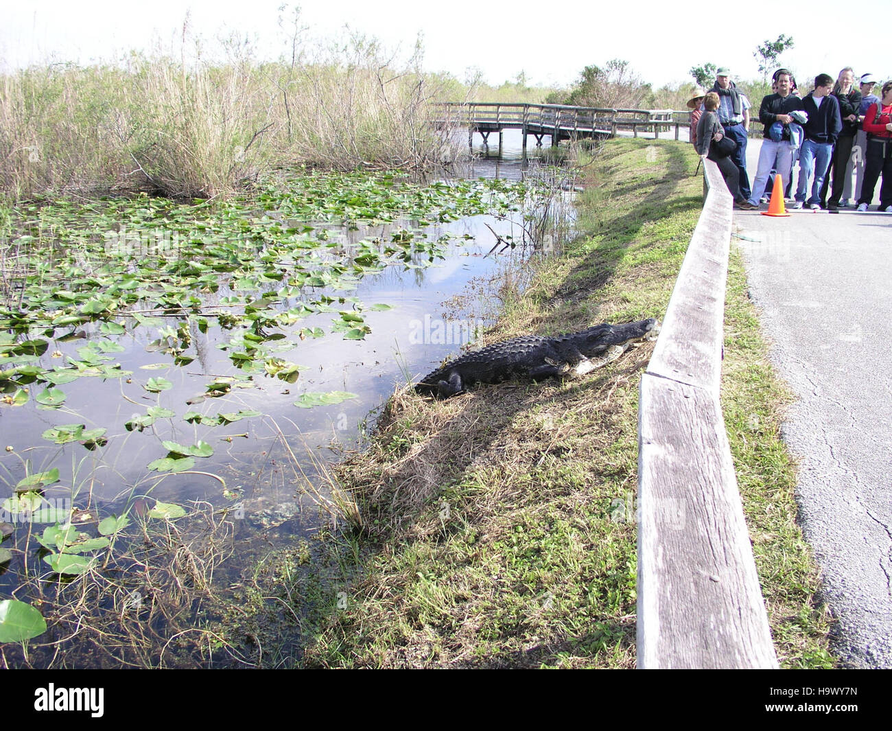 evergladesnps 9101581586 Gator vs Python, 3, NPSPhoto Stock Photo - Alamy