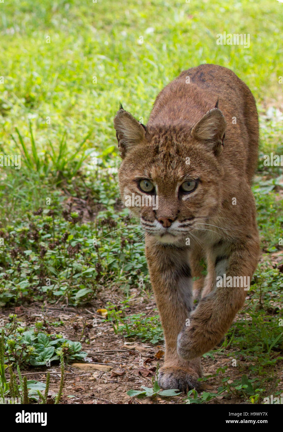 A photograph of a bobcat, capturing the wild feline in its natural ...