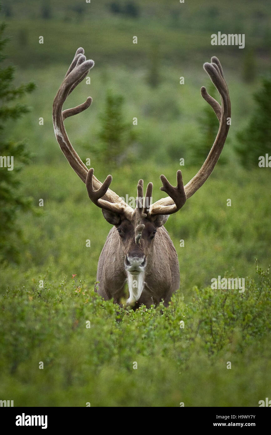This image depicts a Bull Caribou in Denali National Park and Preserve ...