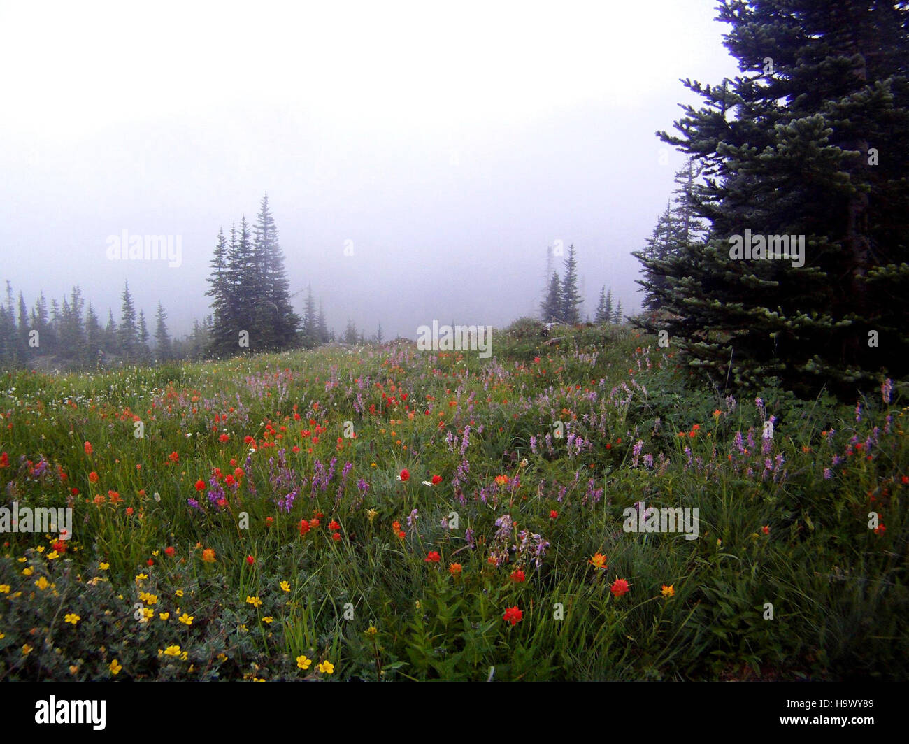 A vibrant photograph capturing wildflowers in the high country of a ...