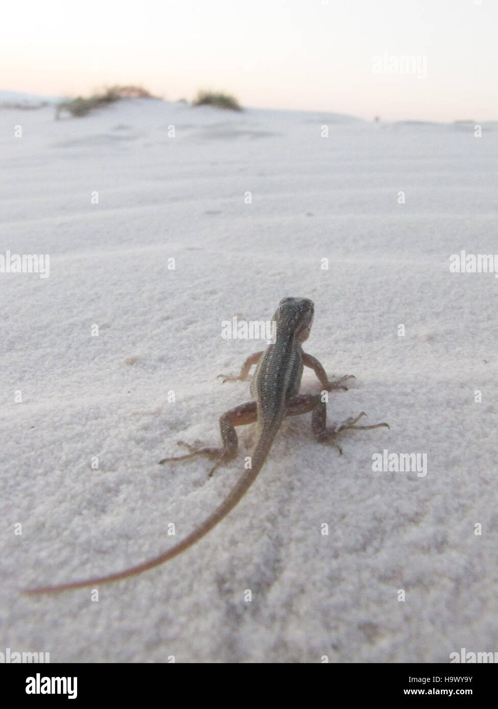 This image features a close-up of a fence lizard, a species commonly ...