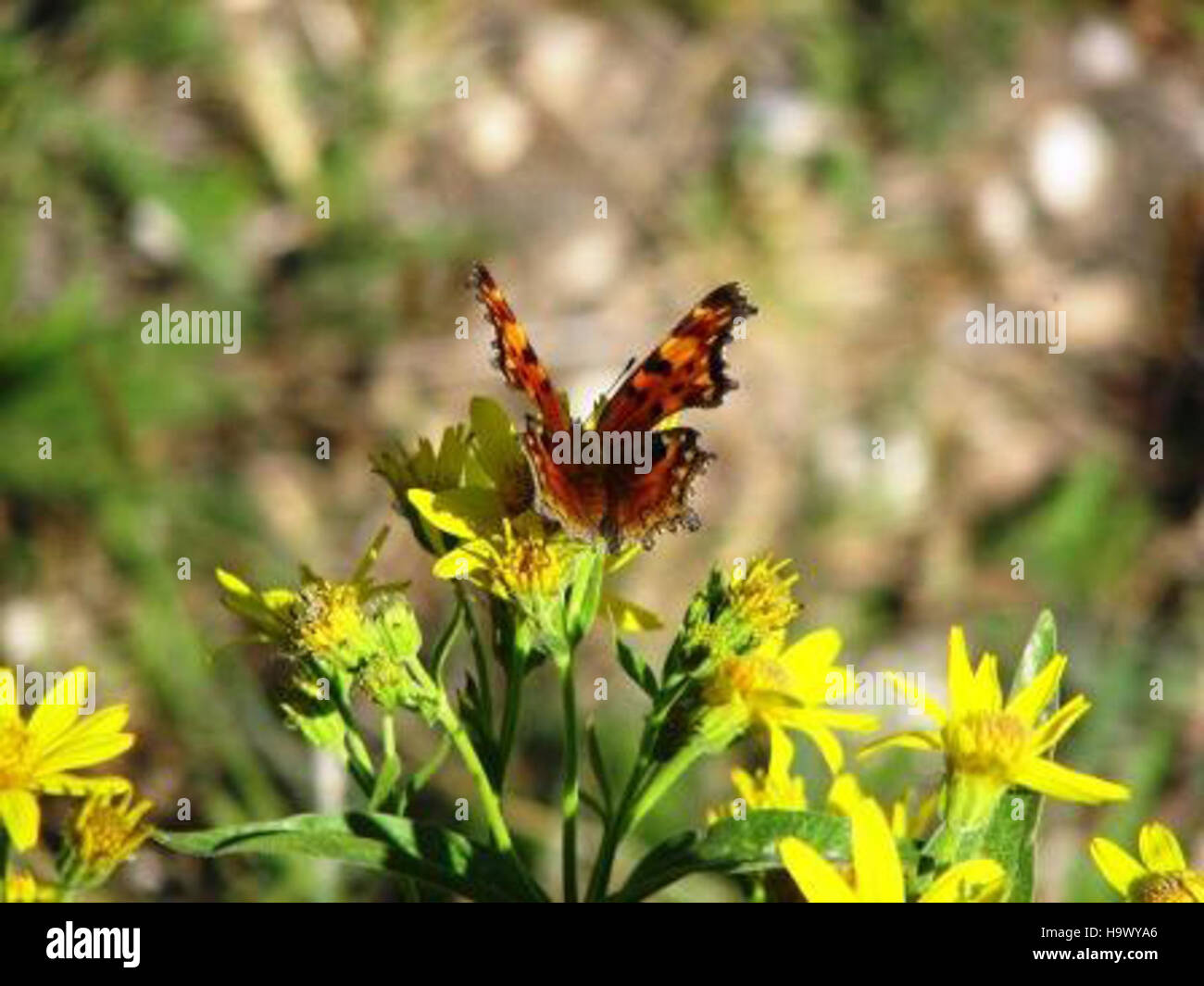 This image features a pollinator butterfly, emphasizing the critical ...
