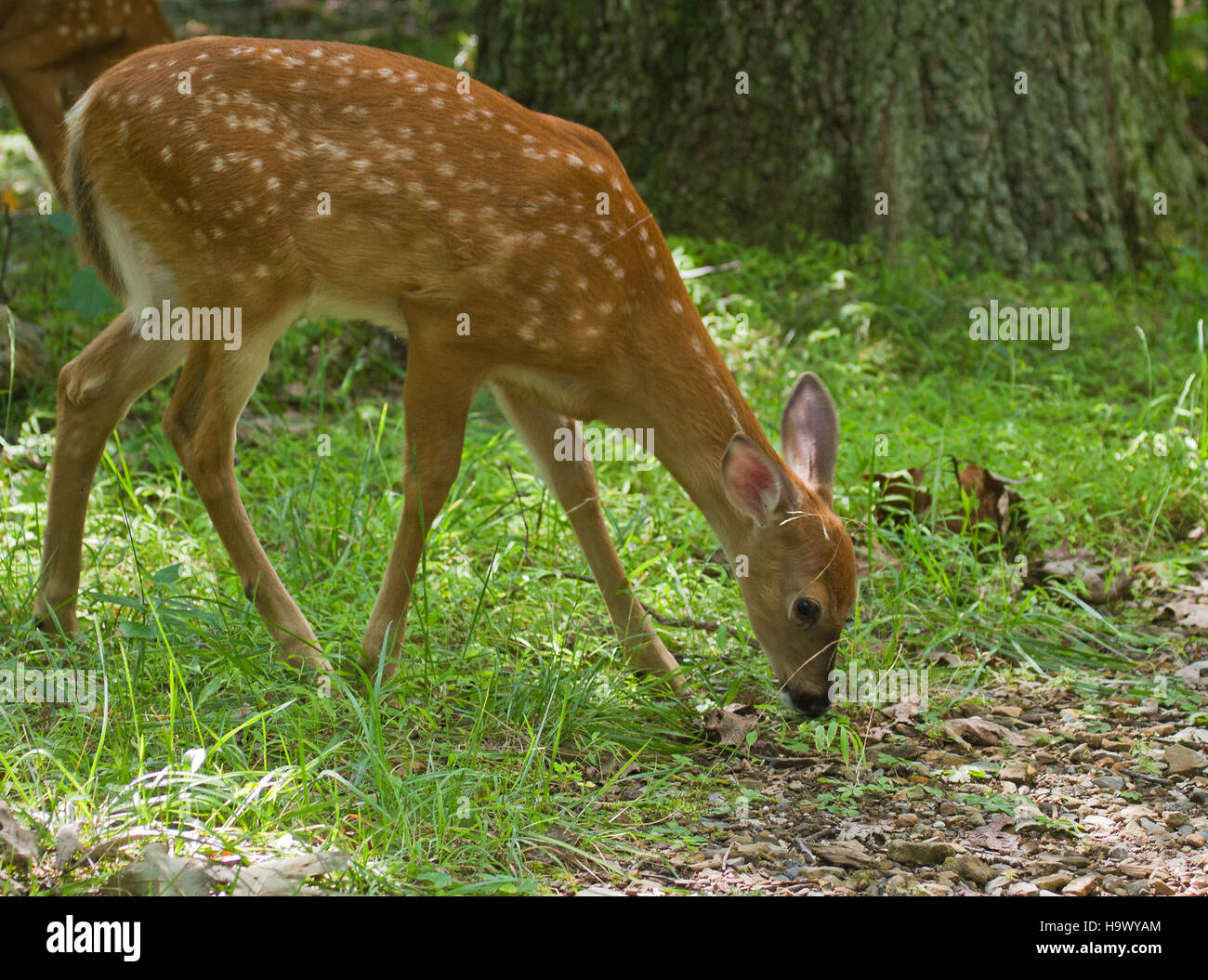 A photograph capturing a white-tailed deer fawn in the Big Meadows area ...