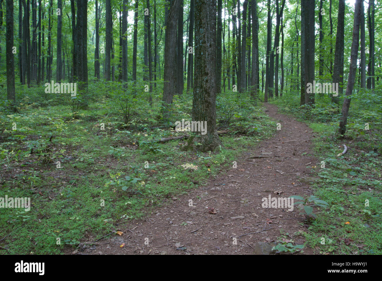 Dickey ridge trail hi-res stock photography and images - Alamy