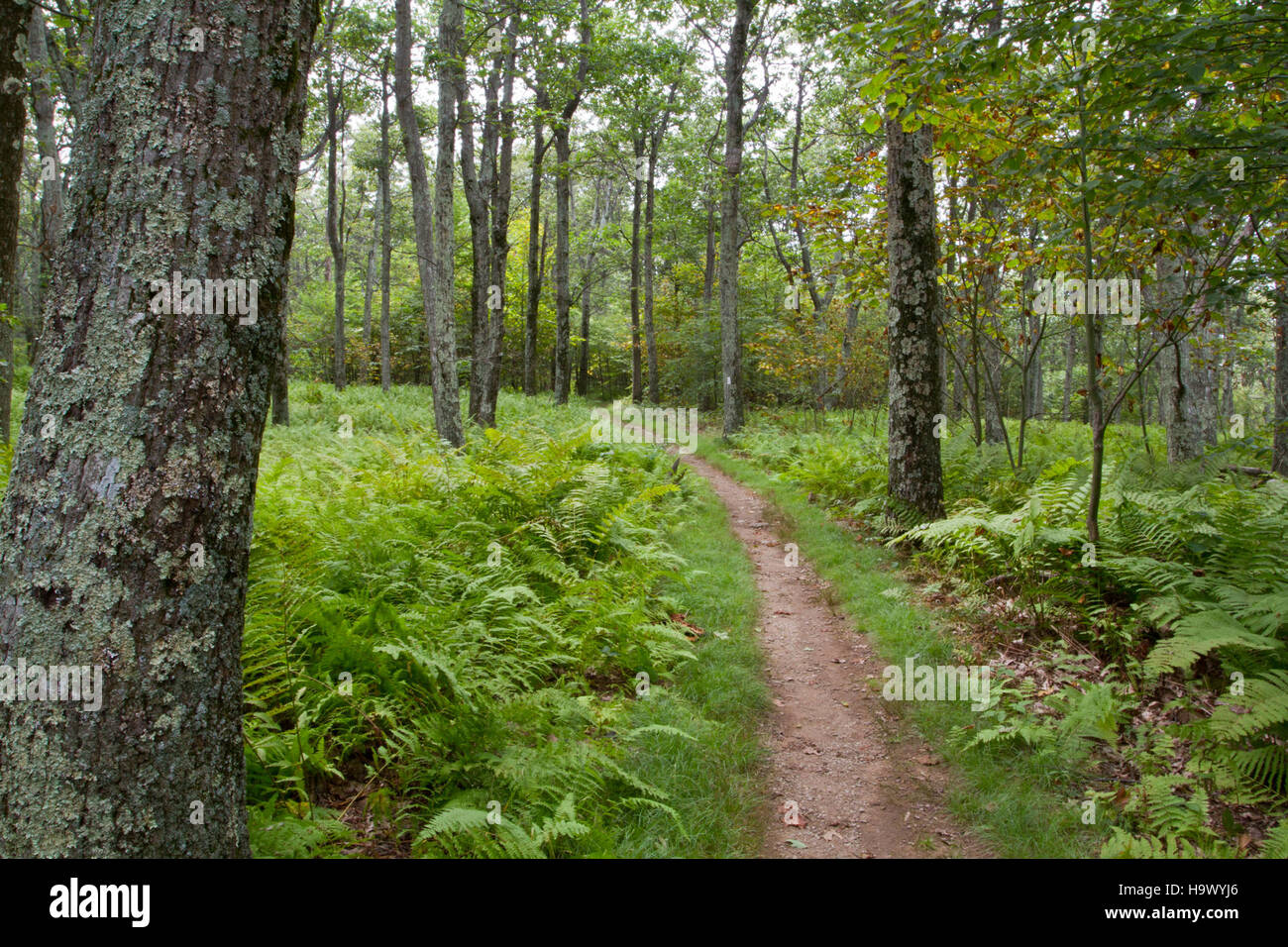 Photograph captures lush flora hi-res stock photography and images - Alamy