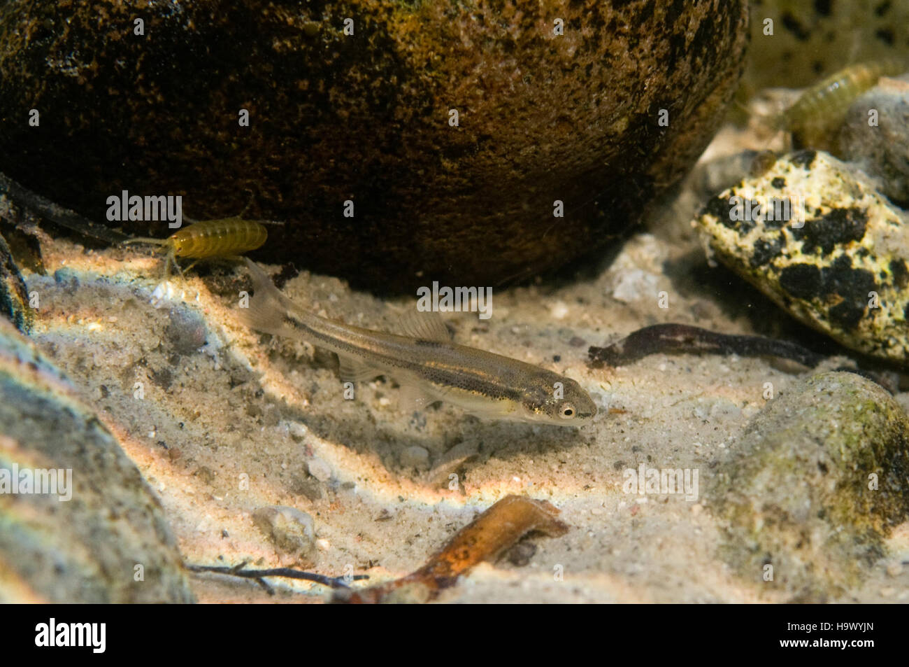 This image of Dace, a species native to North America, is captured in ...