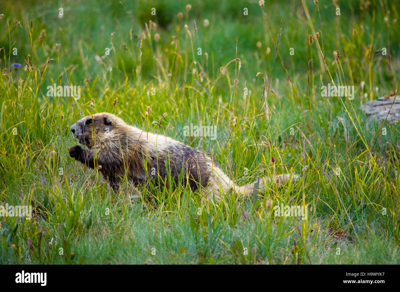 An Olympic Marmot waving its paw in the meadow of Olympic National Park ...