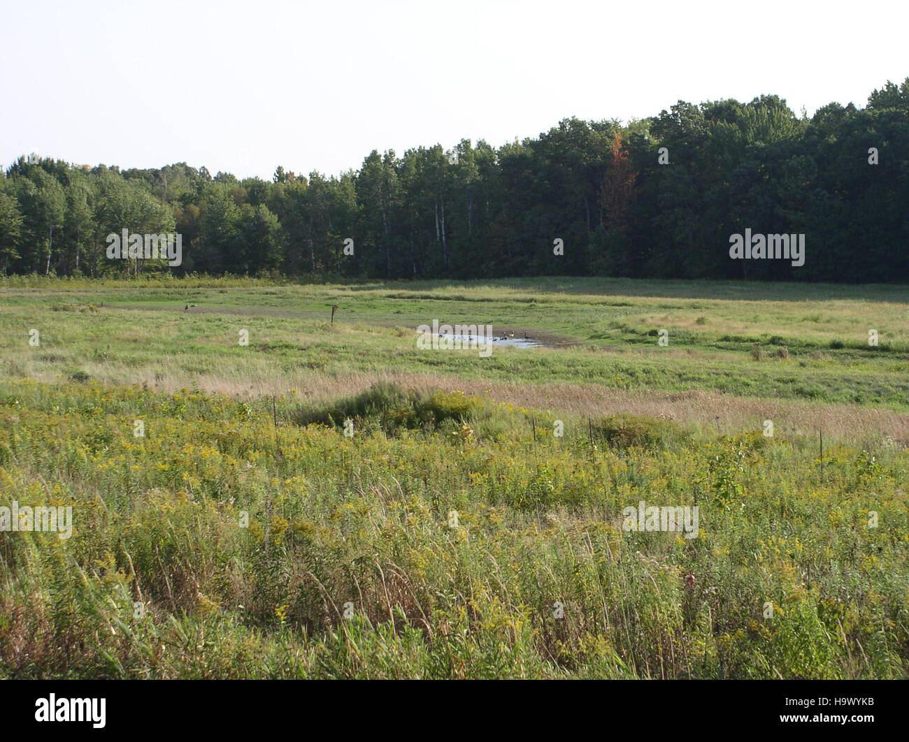 Conserving wetlands hi-res stock photography and images - Alamy