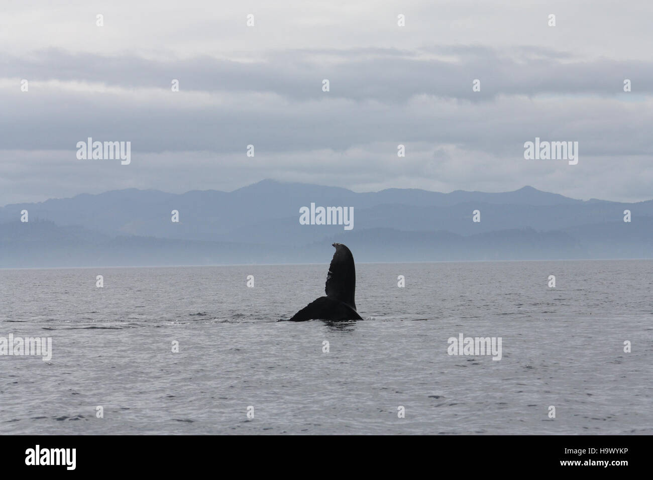 A photograph of a whale's tail emerging from the ocean, taken in a ...