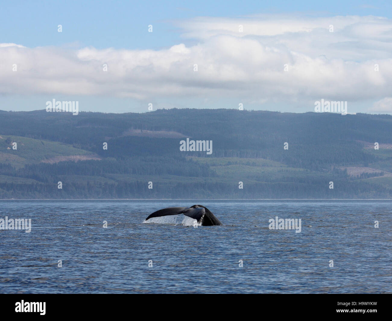 The image captures a whale's tail emerging from the ocean, taken by the ...