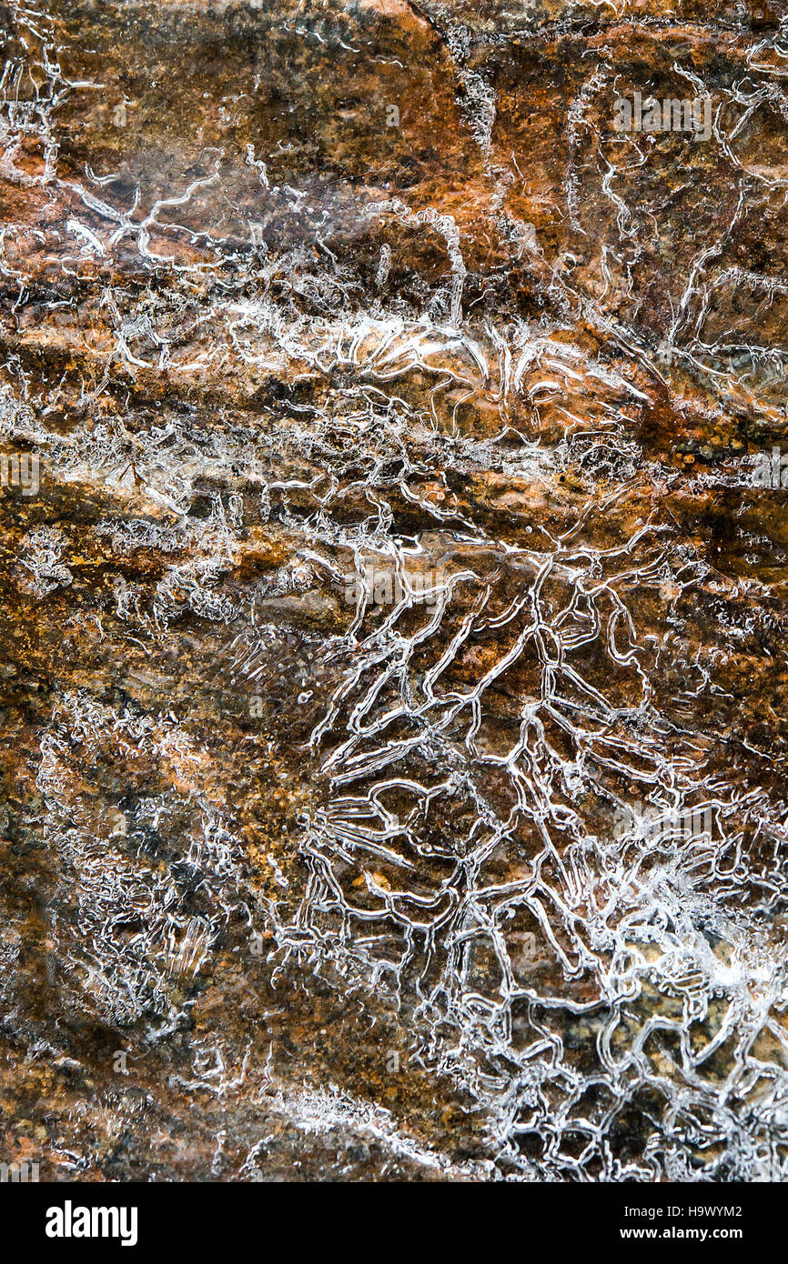 A photograph of ice-covered spiders in the sunset at Glacier National ...