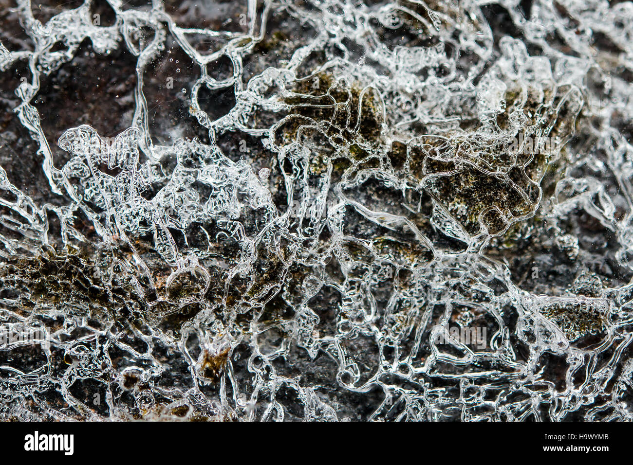 The image titled 'Ice Cracks on the Moss' features a close-up view of ...