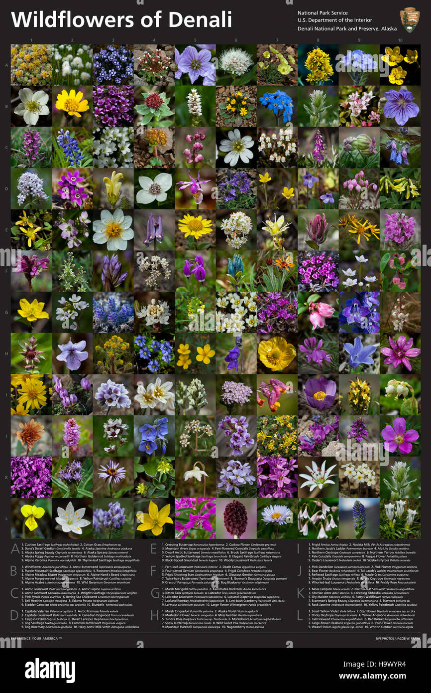 Flora thrives hi-res stock photography and images - Alamy