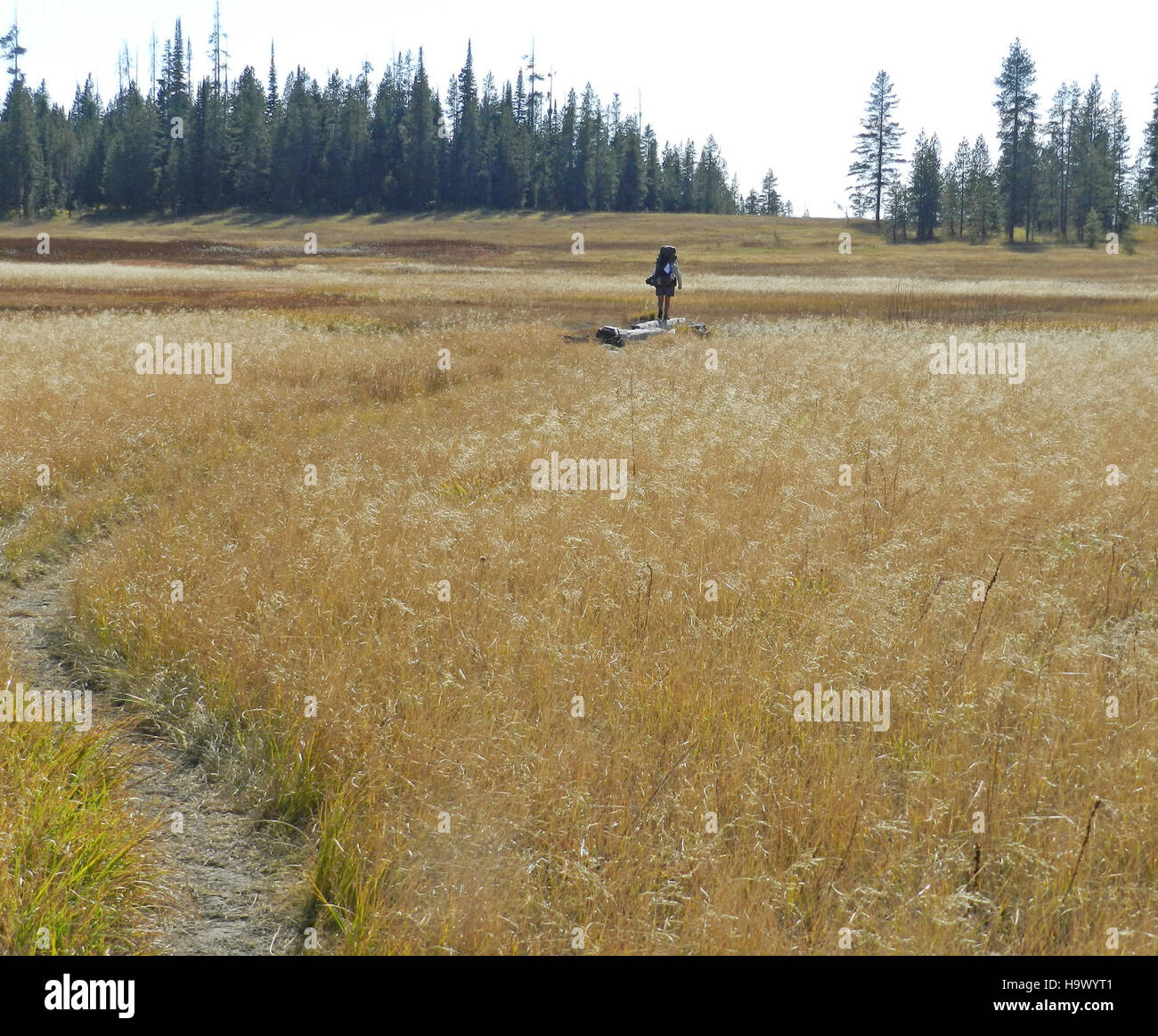 This photograph captures a backpacker traversing the Bechler Meadows ...