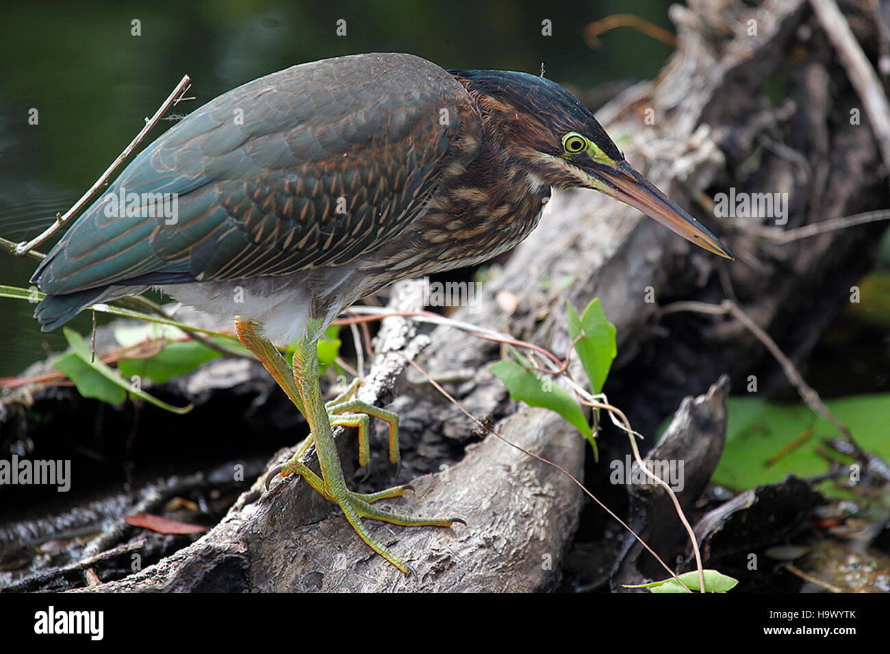 A Little Green Heron spotted along the Anhinga Trail in Everglades ...