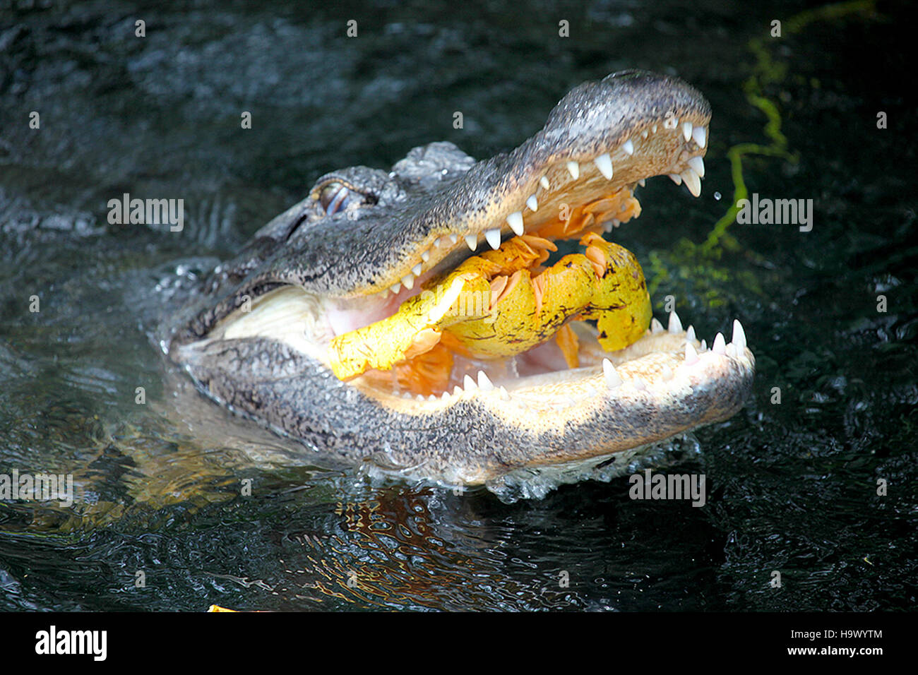 A photograph from Everglades National Park showing a alligator eating a ...
