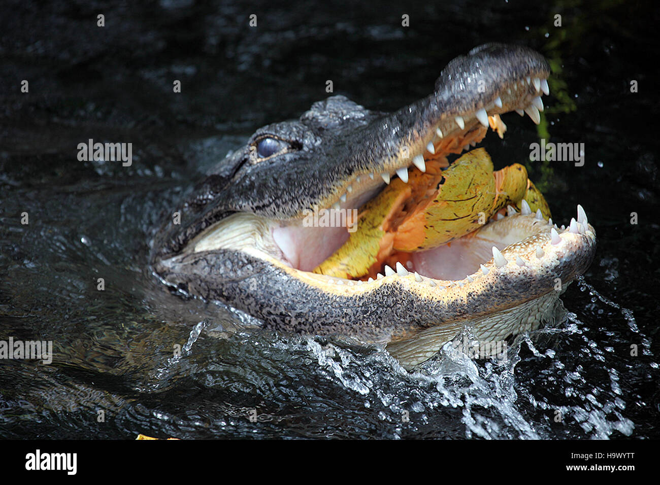 In Everglades National Park, an alligator consumes a pond apple ...