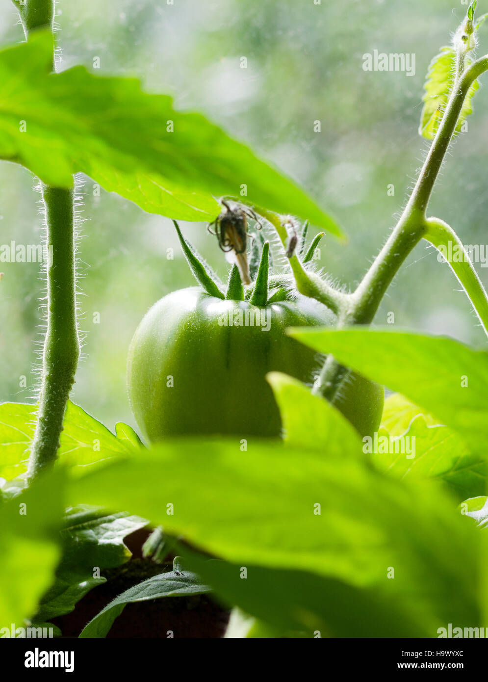 Branch of green tomato on the plant Stock Photo - Alamy