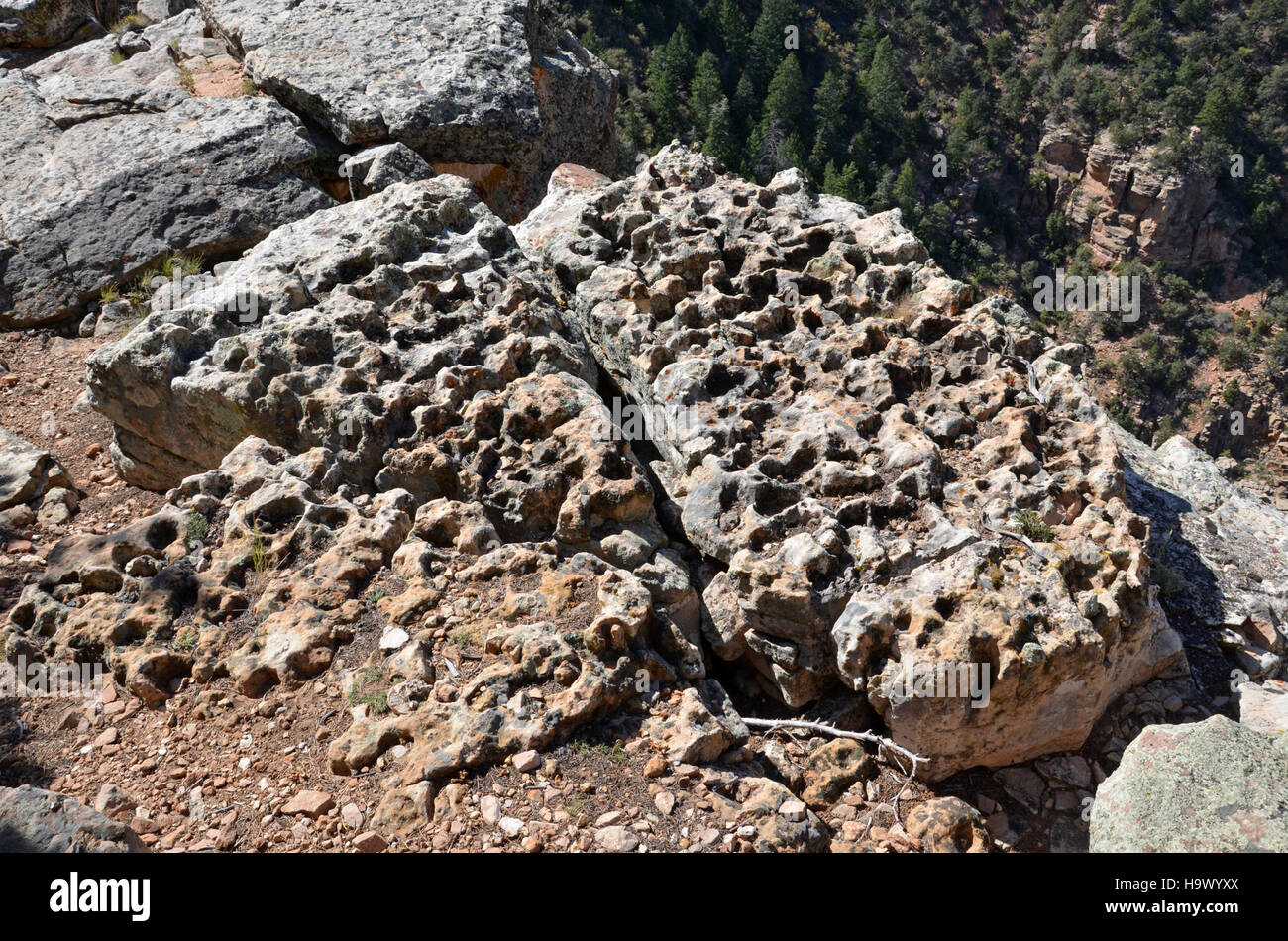 The Grand Canyon's Kaibab Formation, part of the park's geological ...